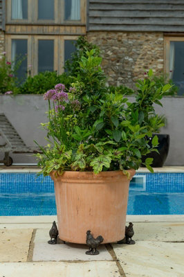 Buff Orpington Chicken Plant Pot Feet - Set of 3 - L6.7 x W7 x H9.5 cm