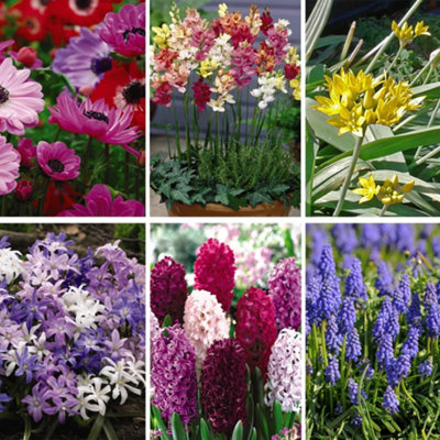Bulb Spring Collection 433 Bulbs