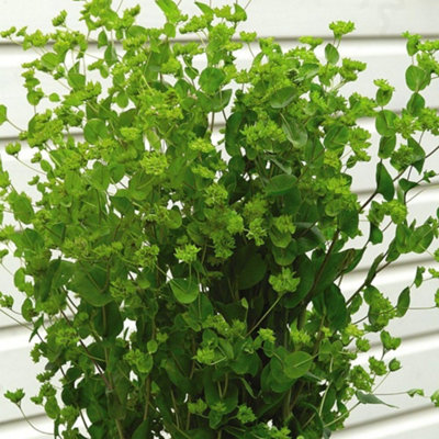 Bupleurum rotundifolium Green Gold 1 Seed Packet