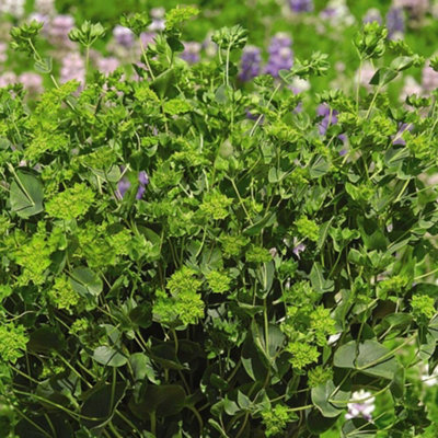 Bupleurum rotundifolium Green Gold 1 Seed Packet