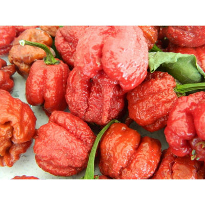 Burgundy Carolina Reaper Chilli Seeds - 10 Fresh Seeds