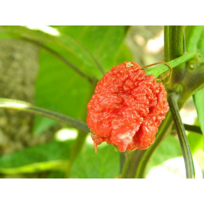 Burgundy Carolina Reaper Chilli Seeds - 10 Fresh Seeds