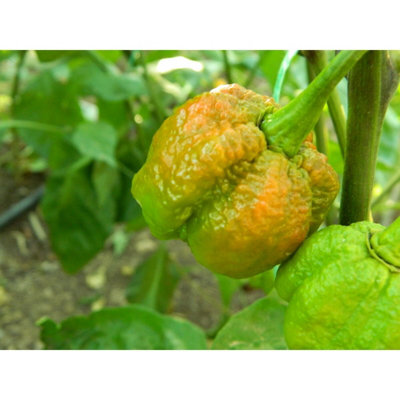 Burgundy Carolina Reaper Chilli Seeds - 10 Fresh Seeds