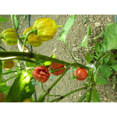 Burgundy Carolina Reaper Chilli Seeds - 10 Fresh Seeds