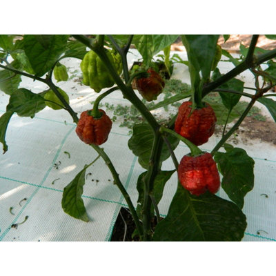 Burgundy Carolina Reaper Chilli Seeds - 10 Fresh Seeds