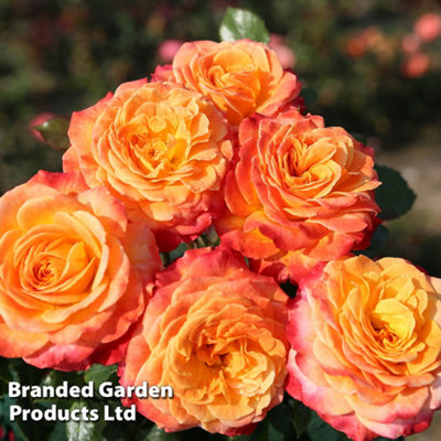 Buy Bush Rose Meteor - 1 Bare Root Plant | DIY at B&Q