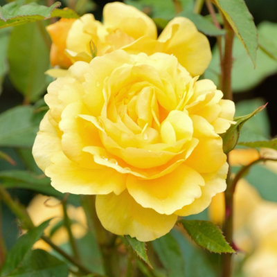 Bush Rose Precious Gold Hardy Plants Outdoor Garden Ready Garden Plants ...