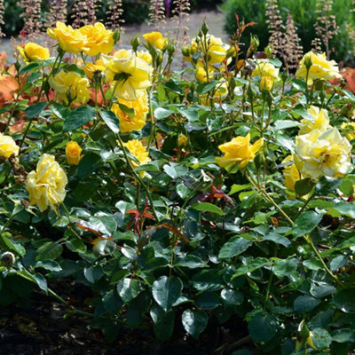 Bush Rose Precious Gold Hardy Plants Outdoor Garden Ready Garden Plants ...