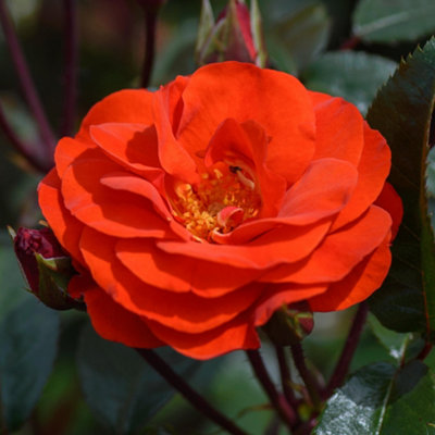 Bush Rose Precious Love Hardy Plants Outdoor Garden Ready Garden Plants ...