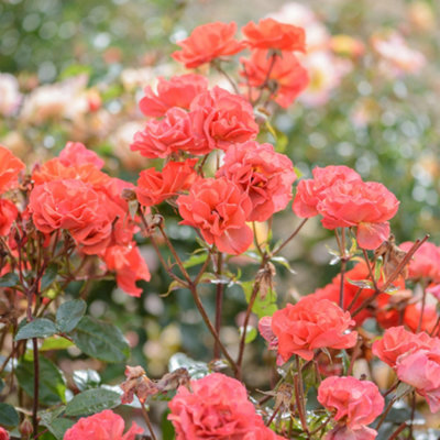 Bush Rose Precious Love Hardy Plants Outdoor Garden Ready Garden Plants ...