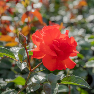 Bush Rose Precious Love Hardy Plants Outdoor Garden Ready Garden Plants ...