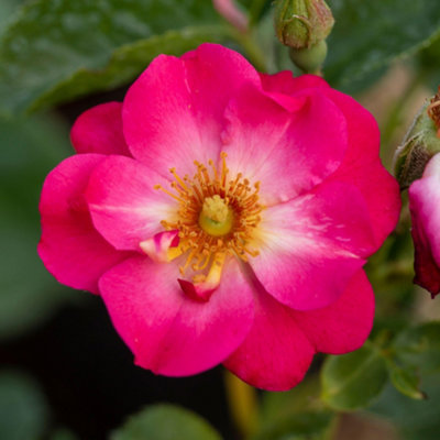 Bush Rose Rosy Cheeks Plant Hardy Plants Outdoor Garden Ready Garden ...