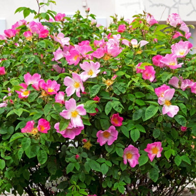 Bush Rose Rosy Cheeks Plant Hardy Plants Outdoor Garden Ready Garden ...