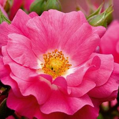 Bush Rose Rosy Cheeks Plant Hardy Plants Outdoor Garden Ready Garden ...