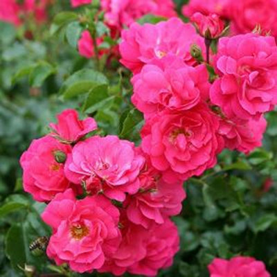 BUSH ROSE ROSY CHEEKS PLANT HARDY PLANTS OUTDOOR GARDEN READY GARDEN ...