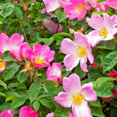 Bush Rose Rosy Cheeks Plant Hardy Plants Outdoor Garden Ready Garden ...