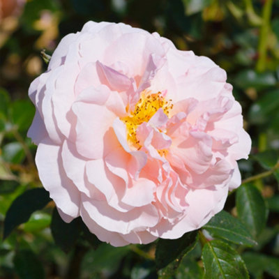 Bush Rose The Wren Flowering Hardy Plants Outdoor Garden Ready Garden ...