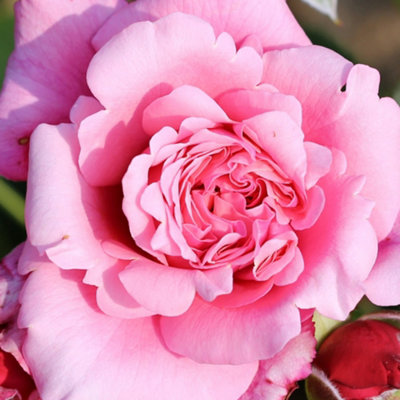 Bush Rose Timeless Pink Plant Hardy Plants Outdoor Garden Ready Garden ...