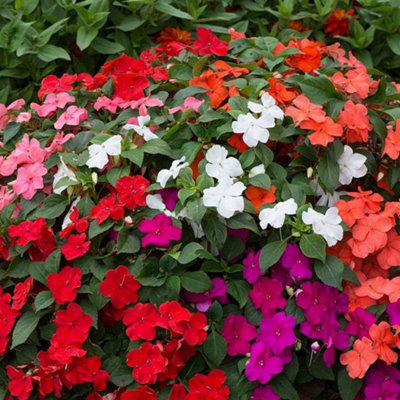 Busy Lizzie Beacon Mix Garden Ready Plants 12 x Garden Ready Plants