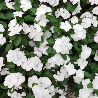 Busy Lizzie Impatiens White Bedding Plants 3 x 6 Pack - Garden Flowers ...