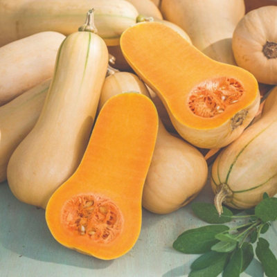 Butterbush F1 Compact Butternut Squash High Yield Winter Variety Great ...