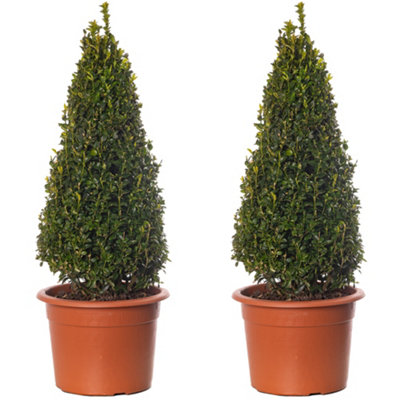 Buxus Pyramid Evergreen Shrub - Classic Choice for Formal Gardens (50 ...