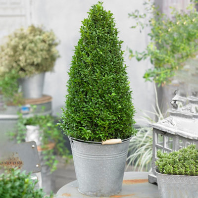 Buxus Pyramid Evergreen Shrub - Ideal for Formal Gardens (50-60cm ...