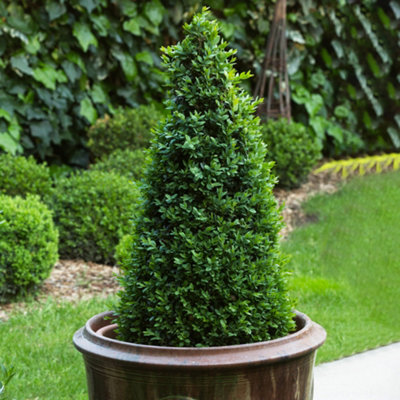 Buxus Pyramid Evergreen Shrub - Ideal for Formal Gardens (60-70cm ...