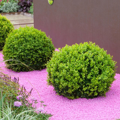 Buxus Sempervirens Ball (30-50cm Height Including Pot) - Classic Ball ...