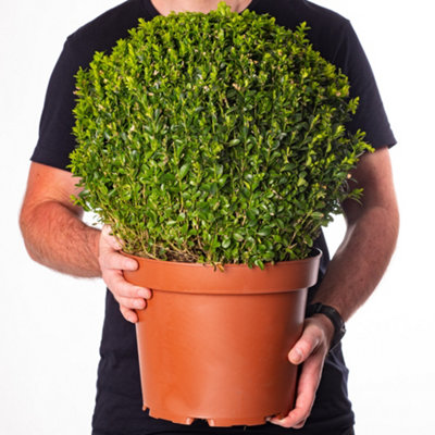 Buxus Sempervirens Ball (40-60cm Height Including Pot) - Classic Ball ...