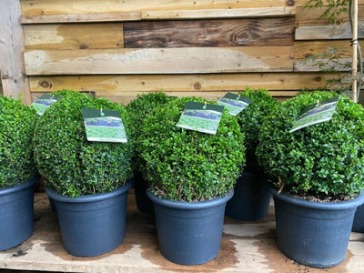 Buy Buxus Sempervirens Extra Large Ball Shaped Plants 30cm Round 7.5 ...