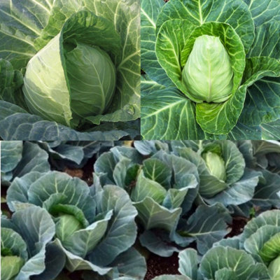 Cabbage 6 x 6 Pack Collection - Duncan, Greyhound, Golden Acre ...