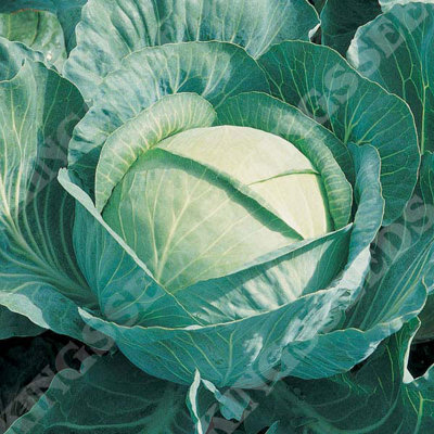 Cabbage Brigadier F1 by Kings Seeds | DIY at B&Q