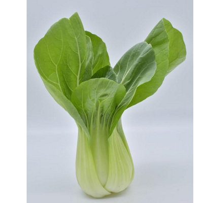 Cabbage Chinese Pak Vegetable Seeds for Planting UK 1000 Seeds