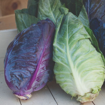 Cabbage Colour Dual Mix 1 Seed Packet (60 Seeds) | DIY at B&Q