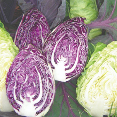 Cabbage Colour Dual Mix 1 Seed Packet (60 Seeds)