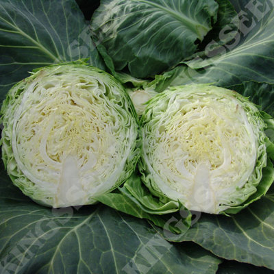 Cabbage Kalibro F1 by Kings Seeds | DIY at B&Q