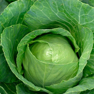 Cabbage Marques F1 1 Seed Packet