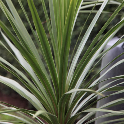 Cabbage Palm Tree Outdoor Shrub Plant Cordyline Australis 2L Pot at B&Q