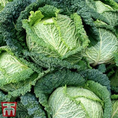 Cabbage Savoy Continuity Collection 18 PostiPlug Plants