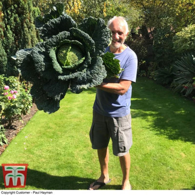 Cabbage Savoy Cordesa F1 Hybrid 1 Seed Packet (10 Seeds) | DIY at B&Q