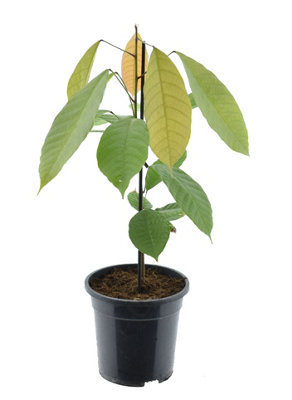 Cacao Theobrama, 19cm Pot Size, 55cm Tall, Cacao, Indoor Houseplant