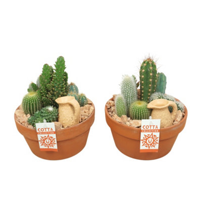 Cactus Mixed Ceramic Terrac, 20cm Pot Size, 30cm Tall, Cactus, Indoor ...