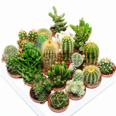 Cactus Plant Mix - Indoor Plant Mix for Home Office, Kitchen, Living ...