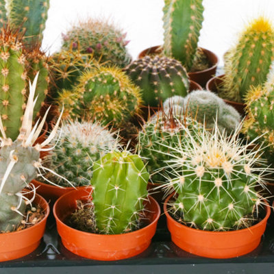Cactus Plant Mix - Indoor Plant Mix for Home Office, Kitchen, Living ...