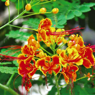 Caesalpinia Pulcherrima 1 Seed Packet (8 Seeds)