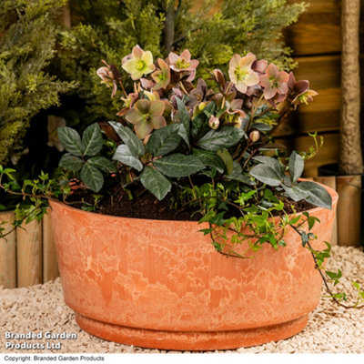 Caesar Bowl 34.5cm Marble Terracotta x 2