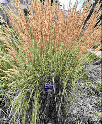 Calamagrostis Acutflora Overdam, Feather Reed grass - 3 x 9cm pots