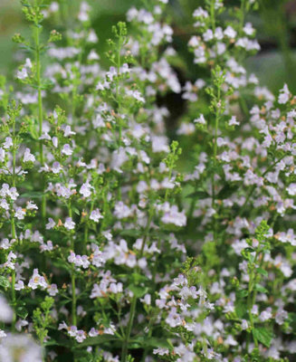 Calamintha nepeta nepeta - Lesser calamint, fragrant, low growing herb ...