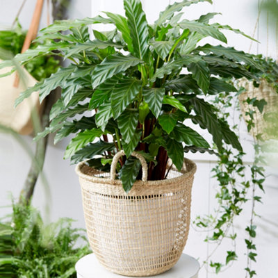Calathea Blue Grass - Vibrant Foliage, Indoor Houseplant (12cm, 30-40cm)